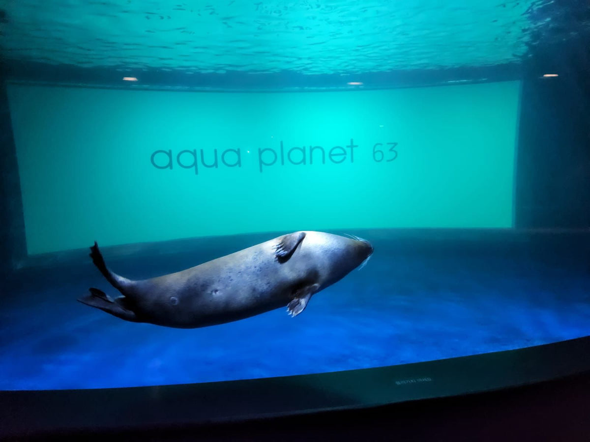 4TH VISIT IN KOREA - Aqua Planet 63 🐟🐠 — Aquatic Solutions Australia