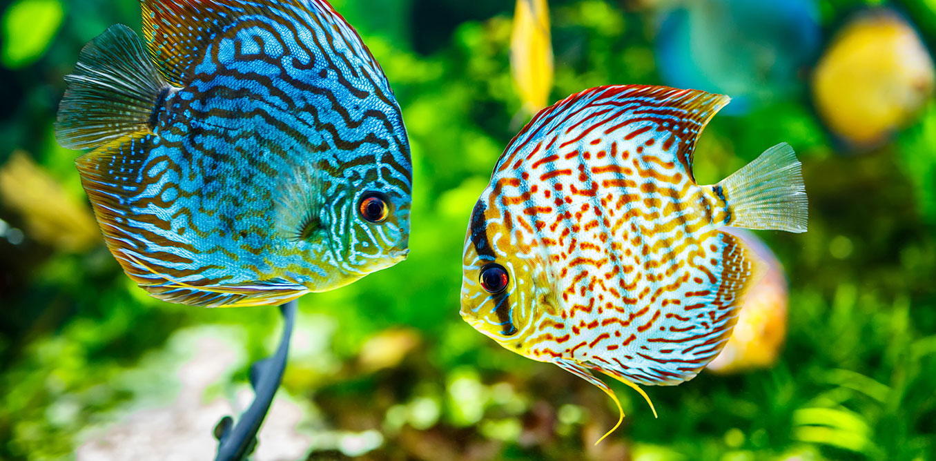 Discus care sheet — Aquatic Solutions Australia