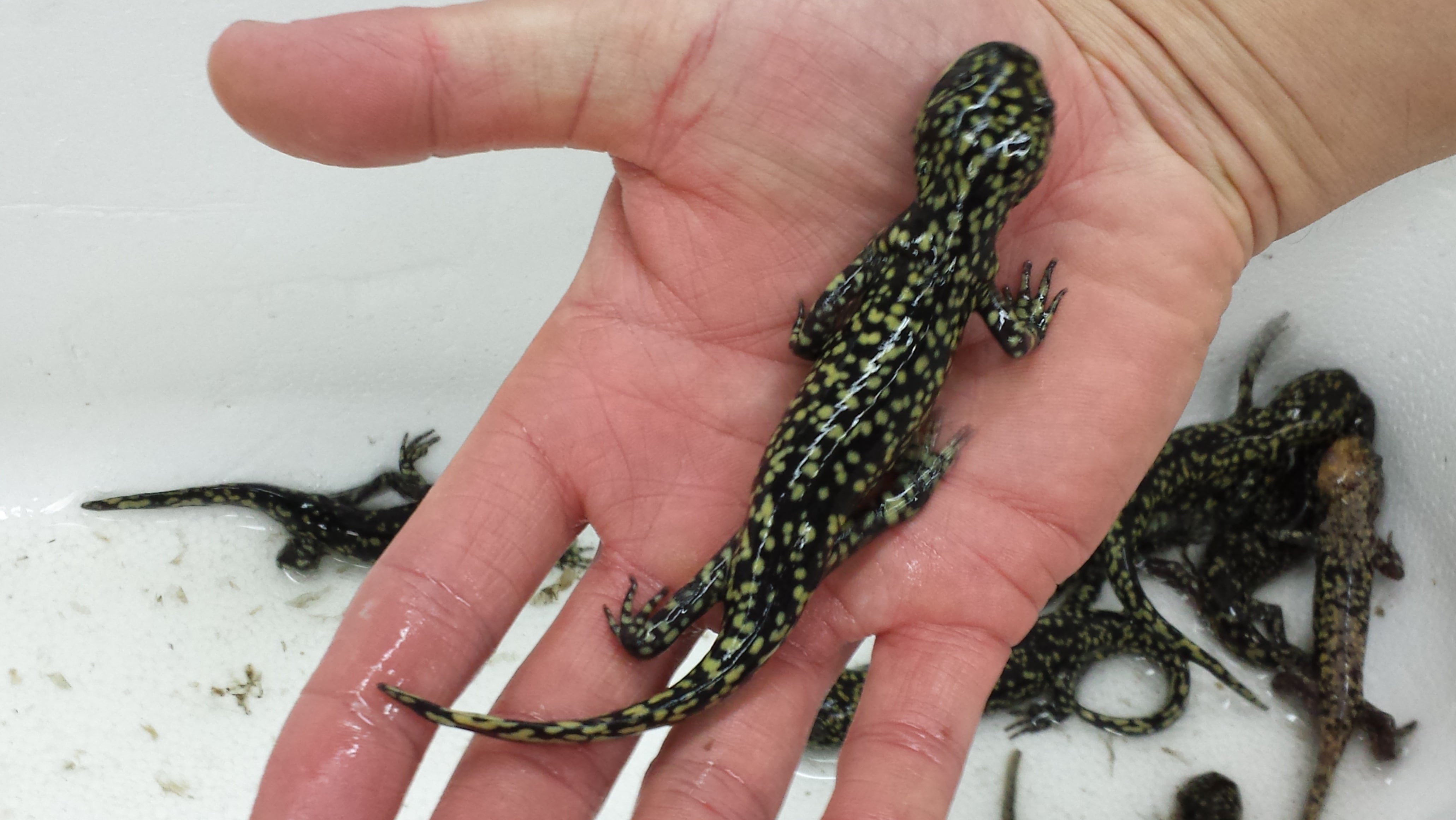 Salamander Care Sheet — Aquatic Solutions Australia