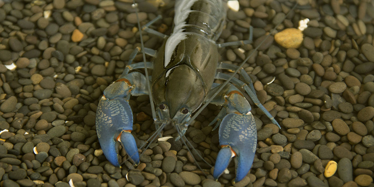 Freshwater Yabbies care sheet — Aquatic Solutions Australia
