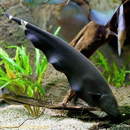 Exotics & Miscellaneous Fish — Aquatic Solutions Australia