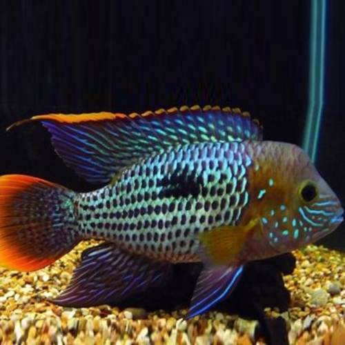 Cichlids American — Aquatic Solutions Australia