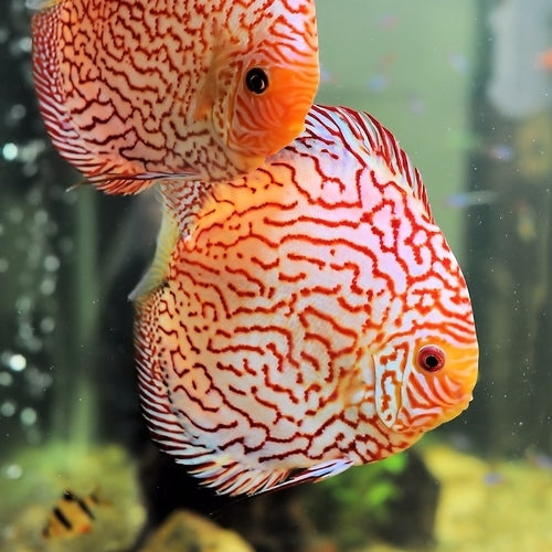 Discus — Aquatic Solutions Australia