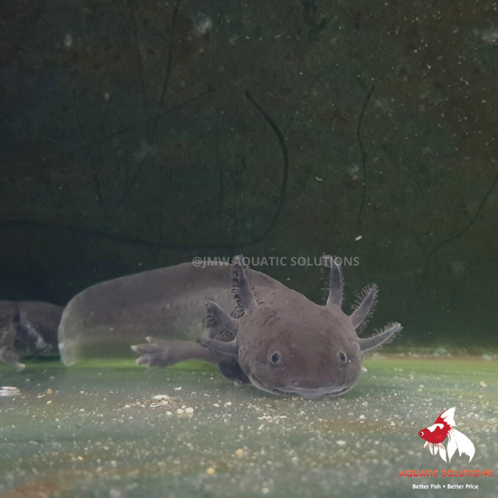 Medaka - Black Night (Import) S-1.5 — Aquatic Solutions Australia