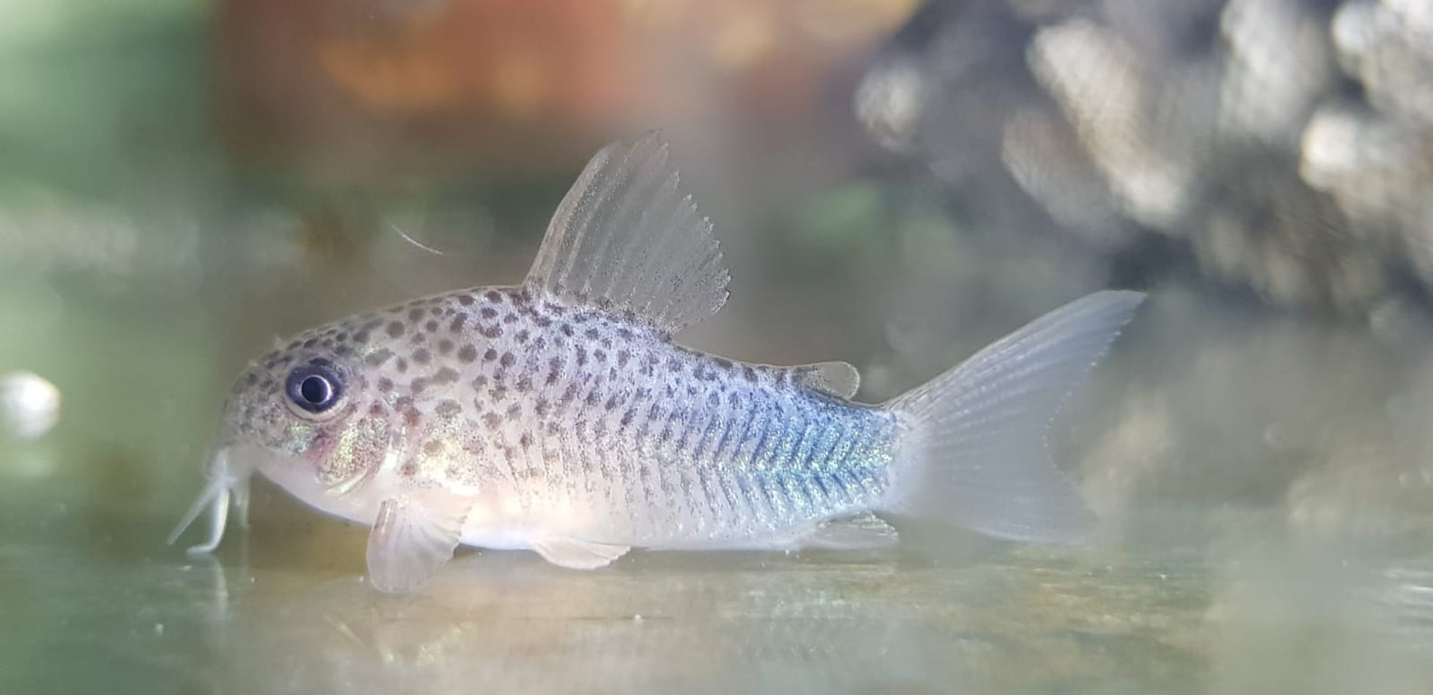 Corydoras - similis - Smudge Spot M 3-3.5 — Aquatic Solutions Australia