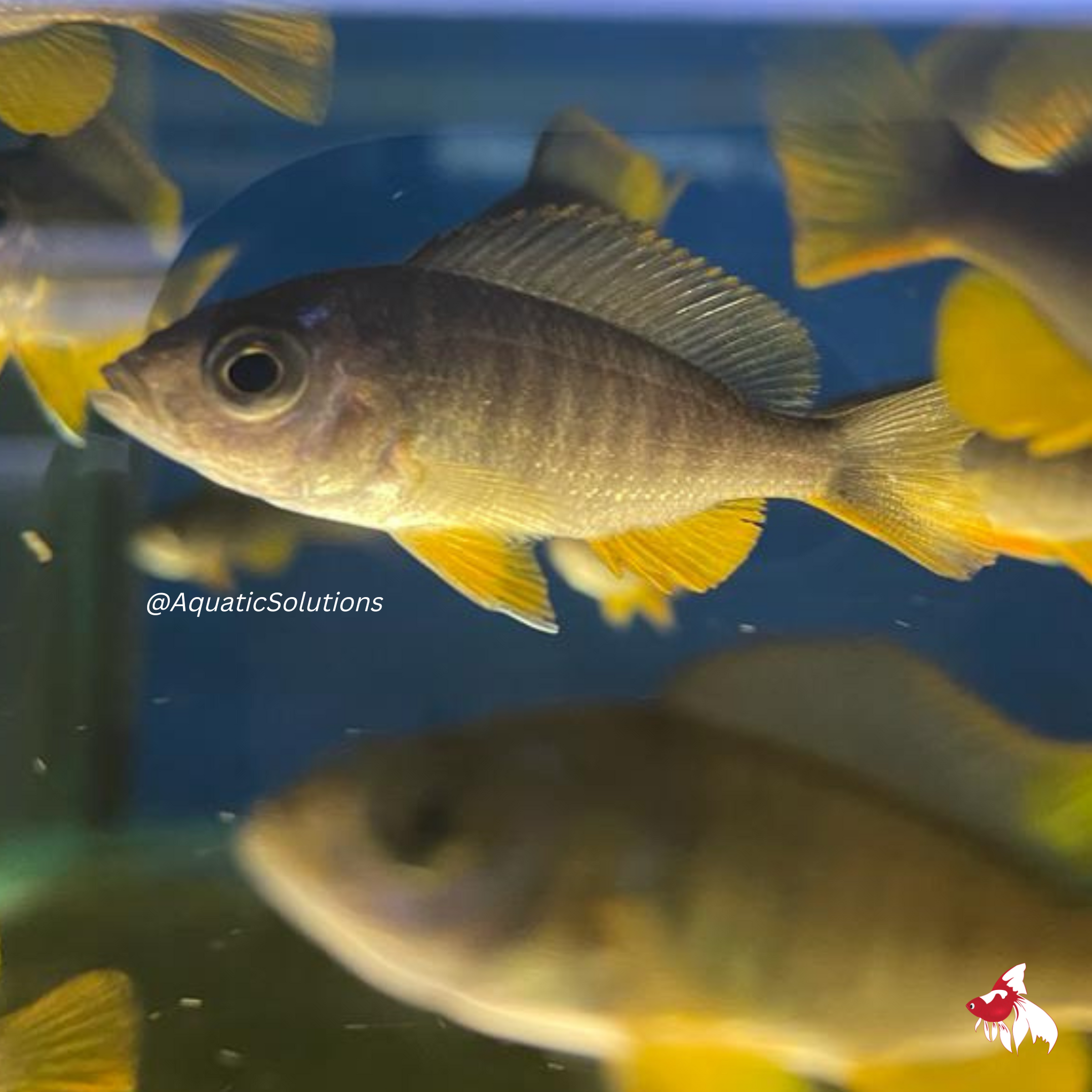 Cop. red fin kadango (Local) M-5 (3 ONLY!) — Aquatic Solutions Australia