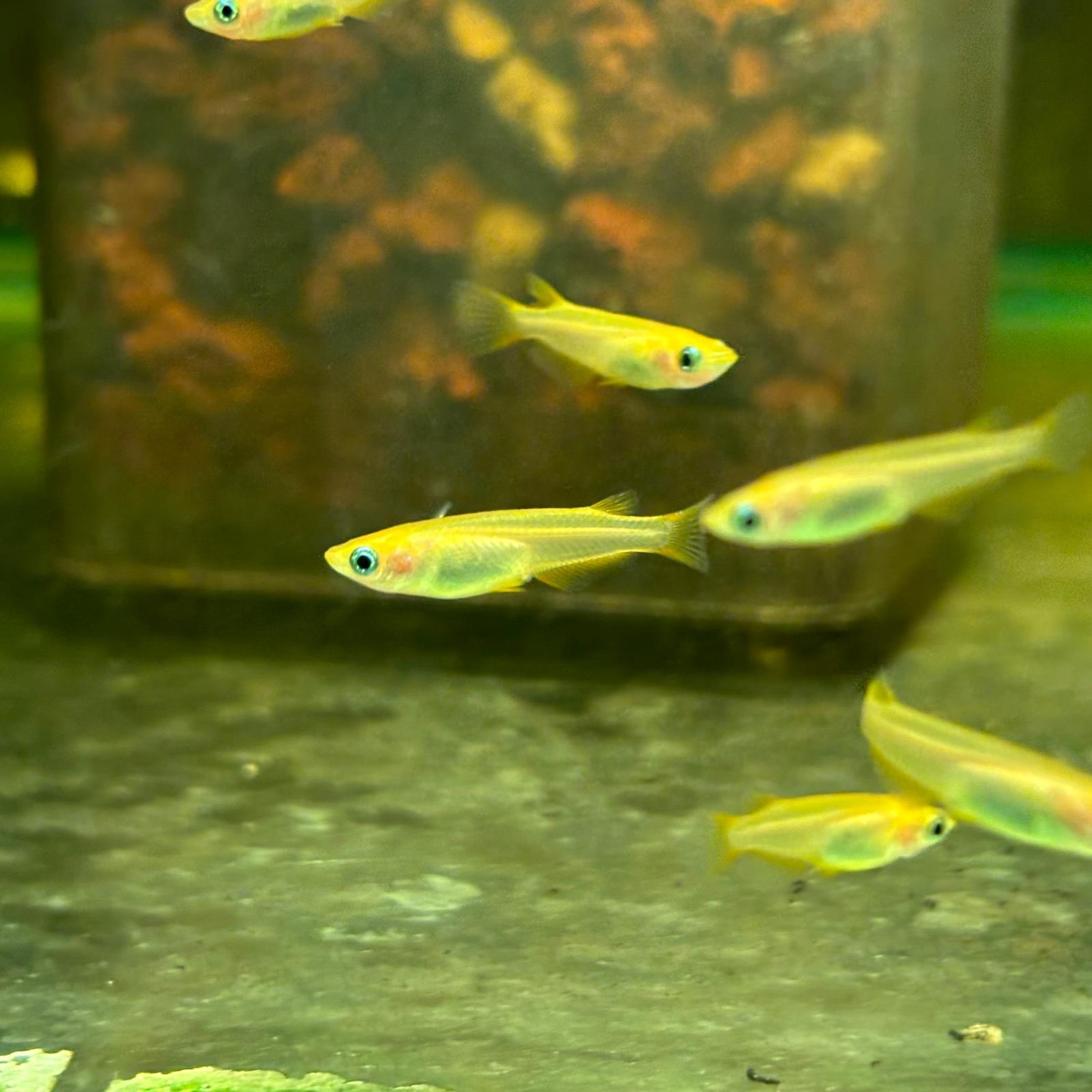 Medaka - Youkihi Red (Import) S-1.5 — Aquatic Solutions Australia