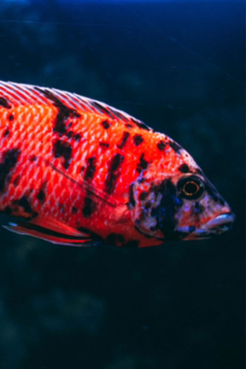 Aquatic Solutions | Wholesale Ornamental Fish and Aquarium Supplier ...