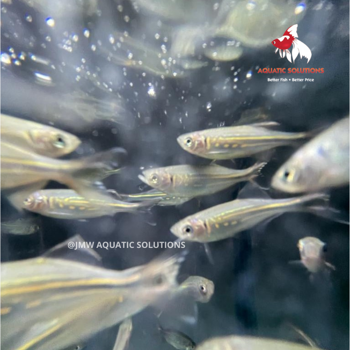 Giant Danio M 4-5 — Aquatic Solutions Australia