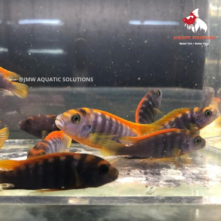 Lab. hongi (Local) S-4 (2 ONLY!) — Aquatic Solutions Australia
